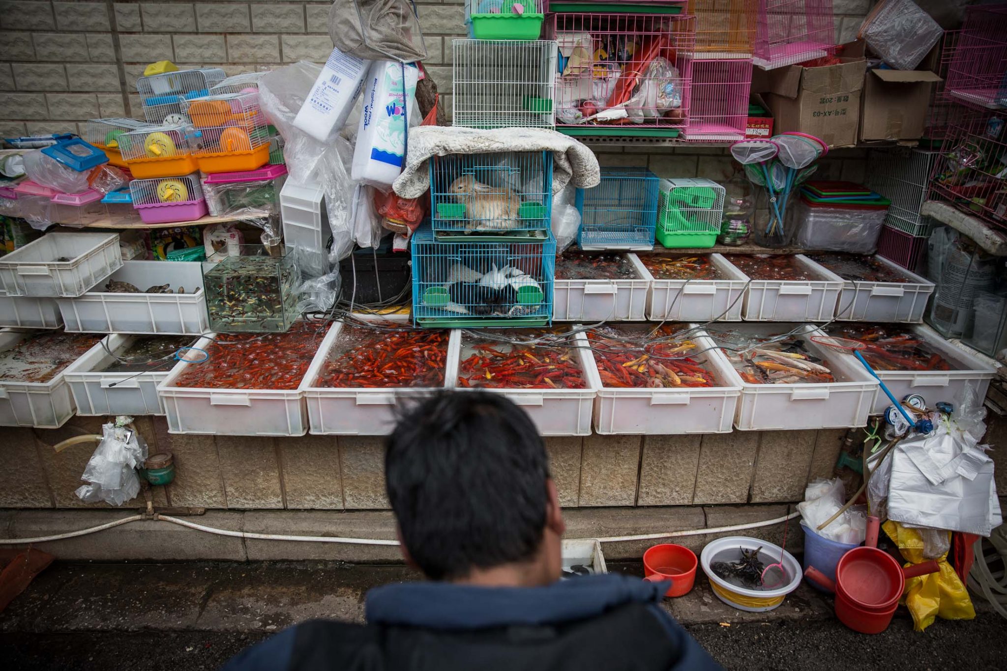 ANIMAL MARKET | Max Cavallari